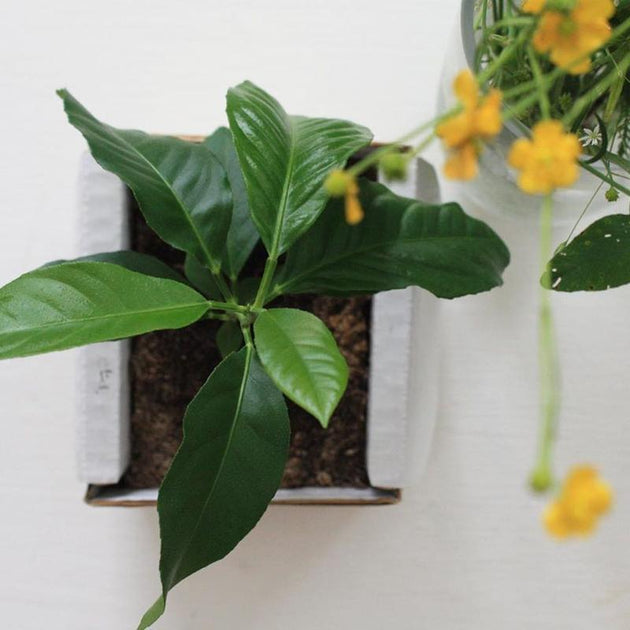 Grow Your Own Lemon Tree Kit – reuzi